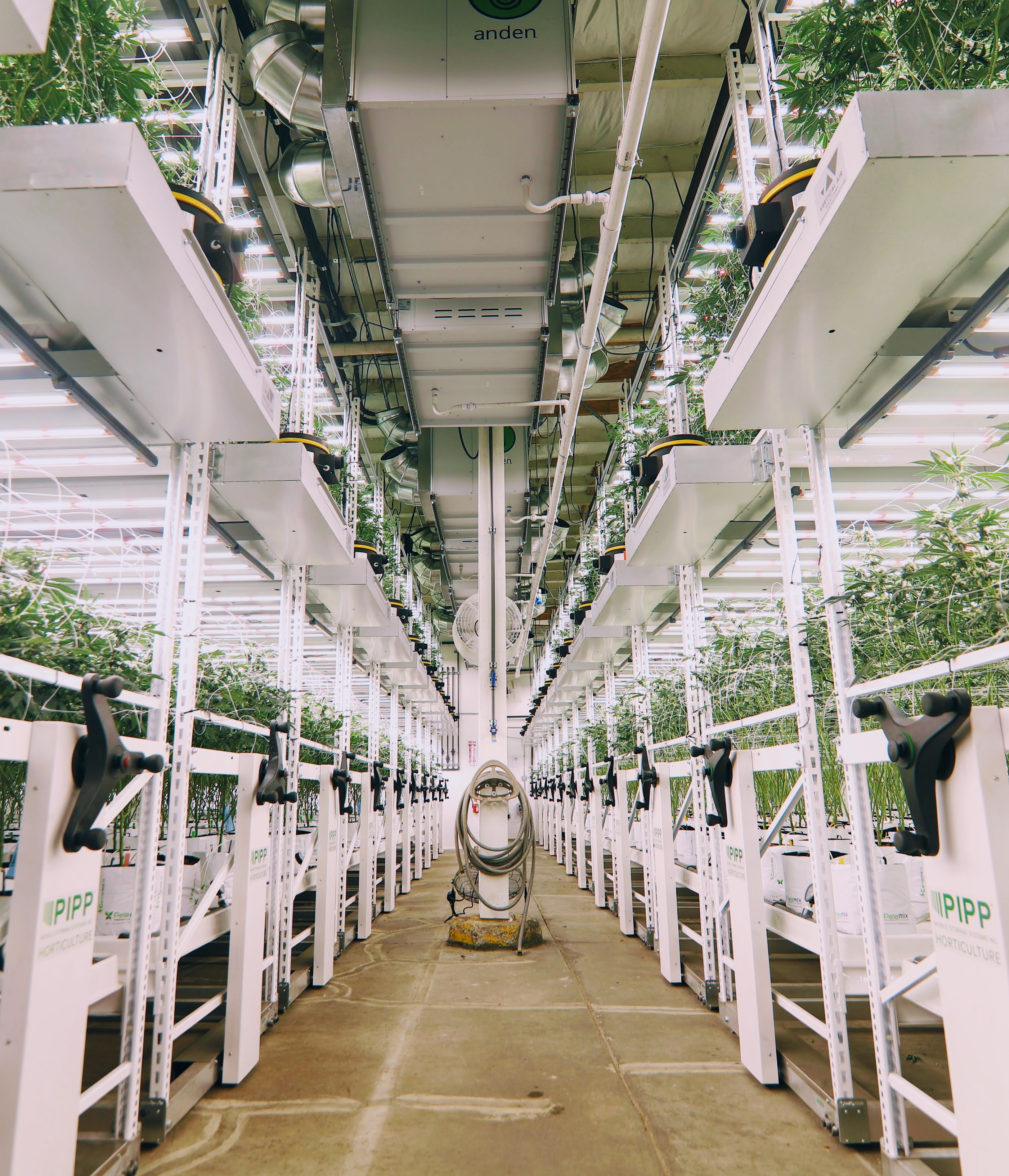 PIPP Case Study - Oakfruitland