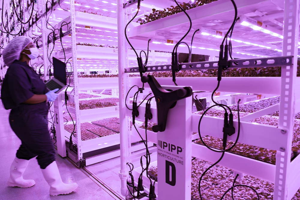 Pipp Case Study - Planted Detroit