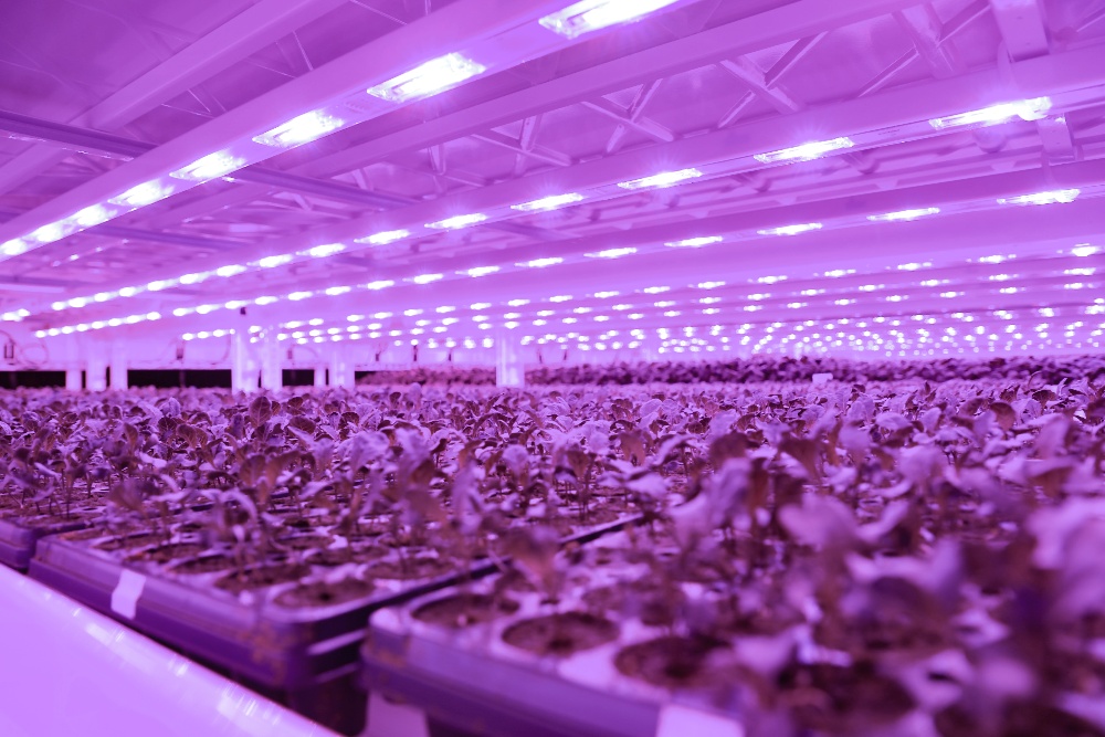 Pipp Case Study - Planted Detroit