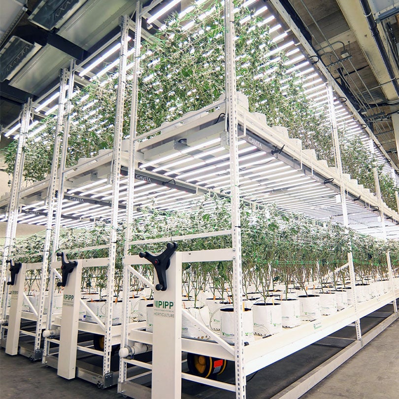 What to Know Before You Grow UP!