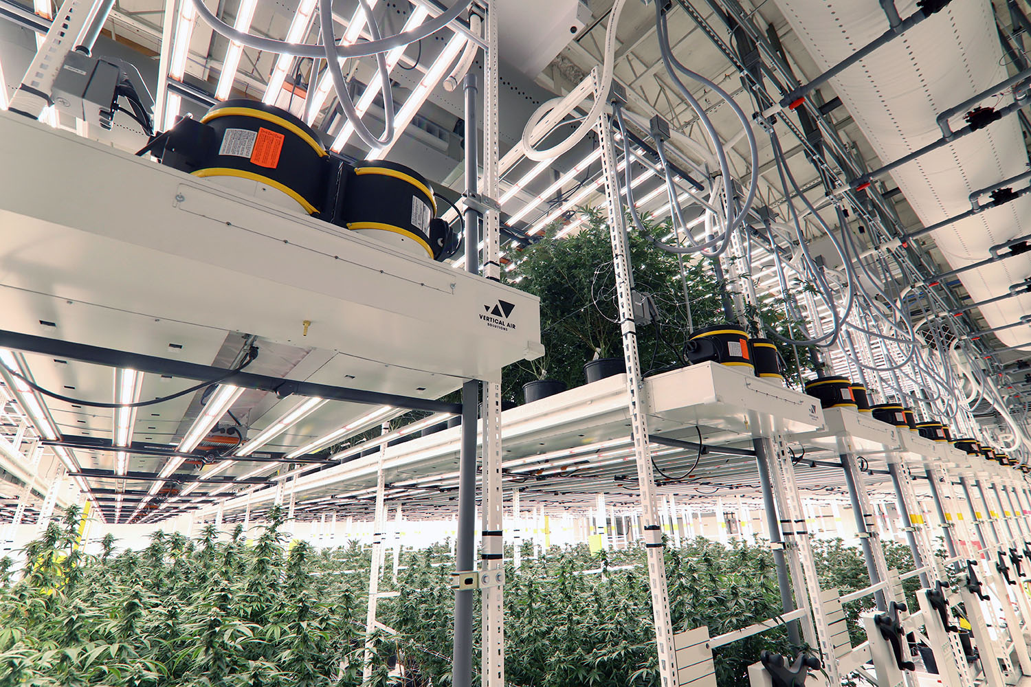 Pipp Case Study - Trulieve